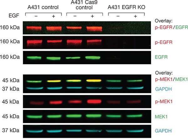 Dissect Signaling Pathways with Multiplex Western Blots | Thermo Fisher Scientific - CN