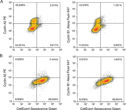 Fluorescent Detection of Senescence for Imaging and Flow Cytometry ...