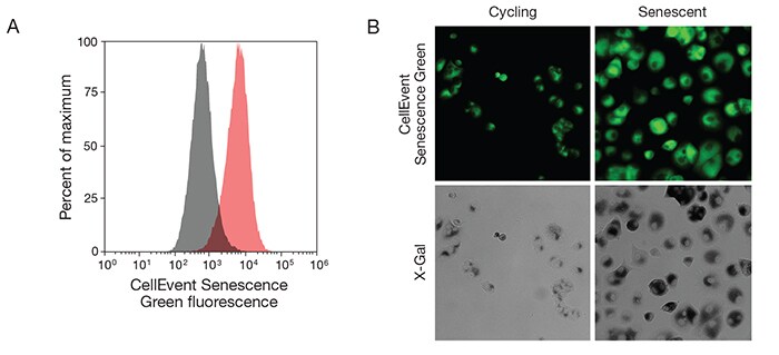 Neuron Senescence with the CellEvent Senescence Green Probe | Thermo ...