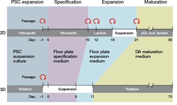 3D Midbrain Organoid Model Development | Thermo Fisher Scientific - CN