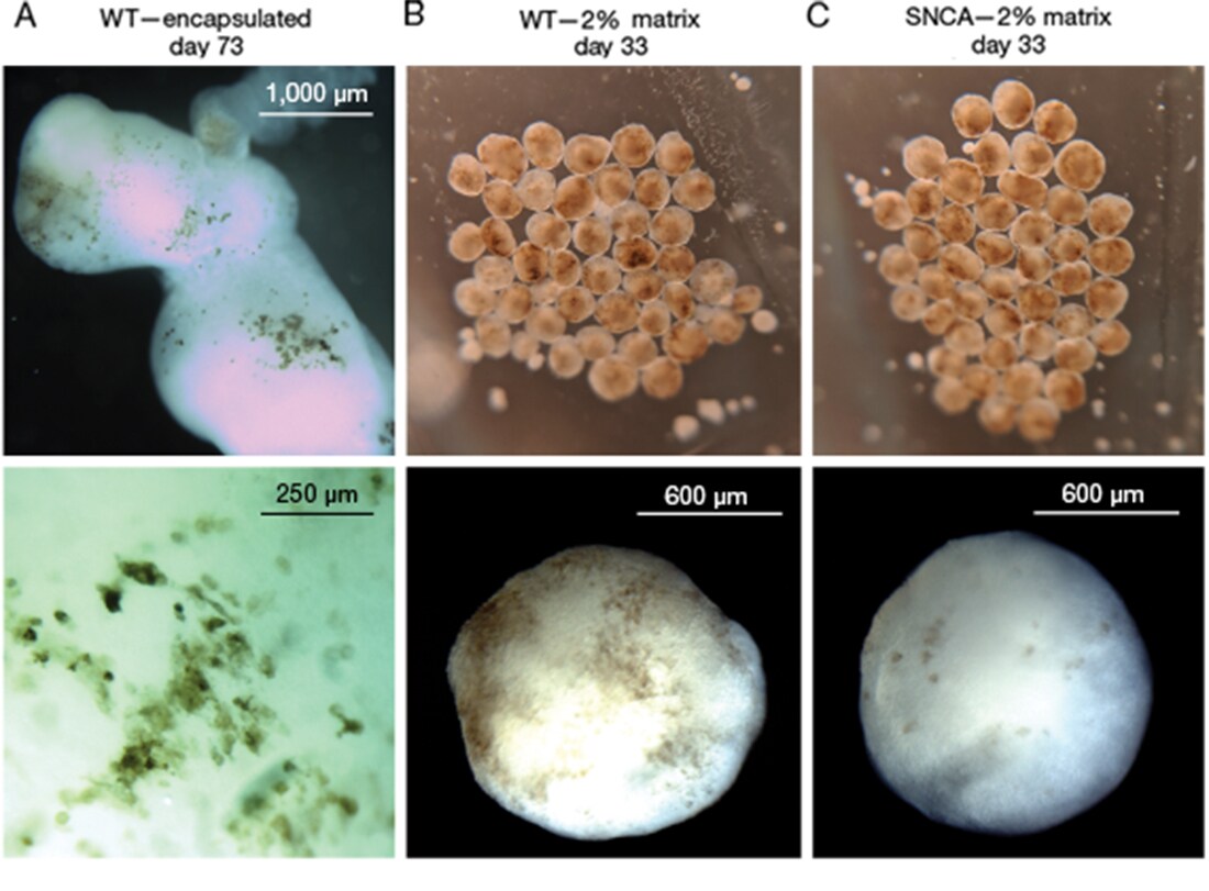 3D Midbrain Organoid Model Development | Thermo Fisher Scientific - CN