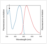 A Closer Look at Mitochondrial Dysfunction With MitoSOX Red ...