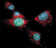 BrdU 标记和检测方案 | Thermo Fisher Scientific - CN