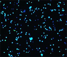 ReadyProbes Cell Viability Imaging Kit, Blue/Green | Thermo Fisher ...