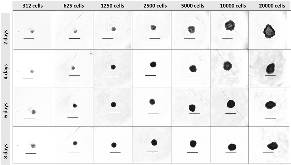 HepG2 Cell Line Spheroid Generation and Characterization for HT Assays ...