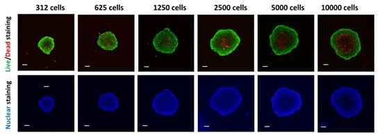 HepG2 Cell Line Spheroid Generation and Characterization for HT Assays ...