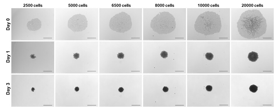 SKOV-3 Cell Line Spheroid Generation and Characterization for HT Assays ...