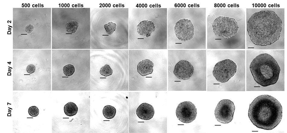T47D Cell Line Spheroid Generation and Characterization for HT Assays ...
