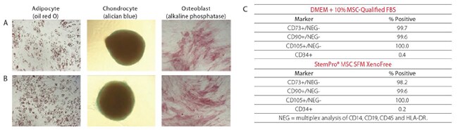 Culturing Human Mesenchymal Stem Cells (MSCs) under Serum-Free and Xeno ...