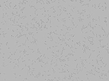Transfecting Plasmid DNA Into JC Cells Using Lipofectamine 3000 Reagent ...