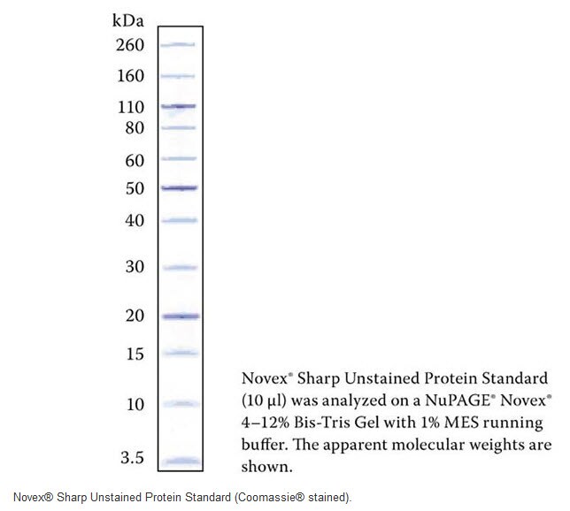 Protein Standards and Ladders Support — Getting Started | Thermo Fisher ...