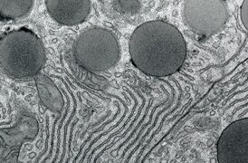 STEM Microscope | Talos L120C TEM | Thermo Fisher Scientific - CN