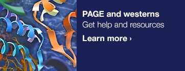 Luciferase Assays | Thermo Fisher Scientific - CN