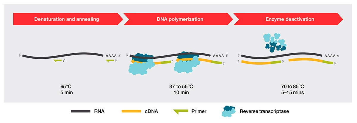 Reverse Transcription Reaction Setup | Thermo Fisher Scientific - CO