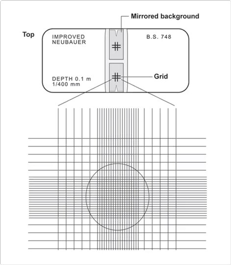Counting Cells in a Hemocytometer | Thermo Fisher Scientific - CO
