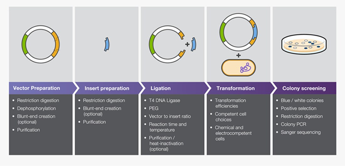 Traditional Cloning Basics | Thermo Fisher Scientific - ER