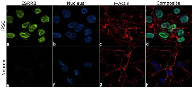 An Overview of Pluripotent and Multipotent Stem Cell Targets | Thermo ...