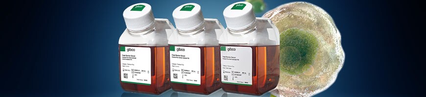 Heat-Inactivated FBS (HI FBS) | Thermo Fisher Scientific - HK