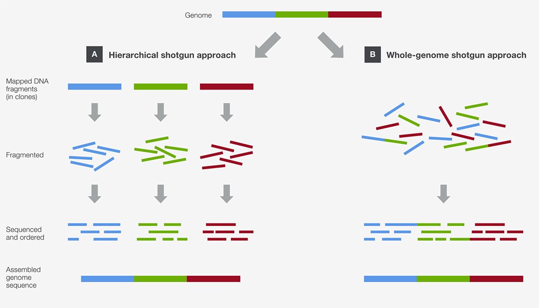 Common Cloning Applications and Strategies | Thermo Fisher Scientific - HK