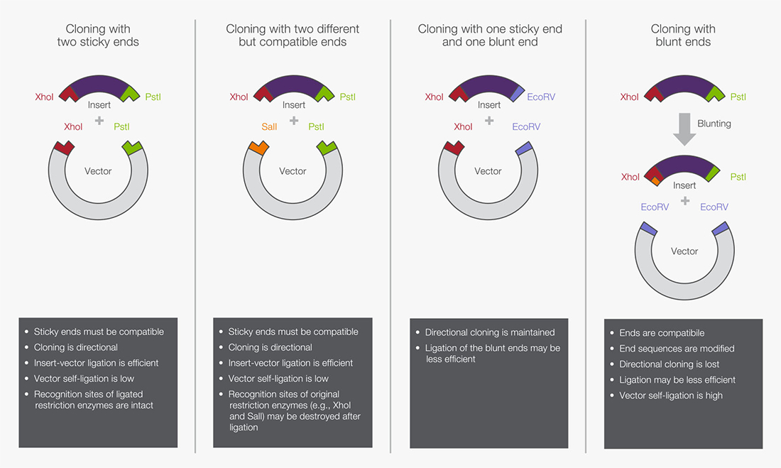 Common Cloning Applications and Strategies | Thermo Fisher Scientific - HK