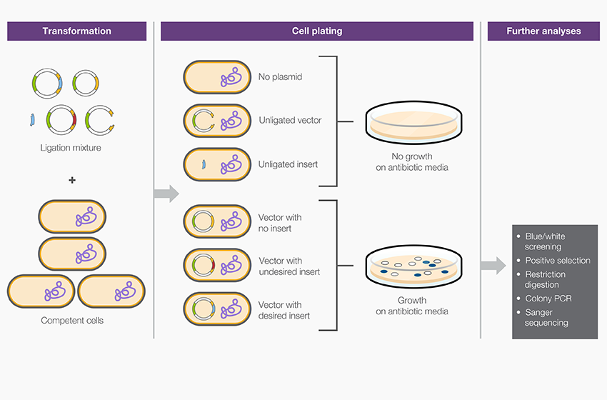 Traditional Cloning Basics | Thermo Fisher Scientific - HK