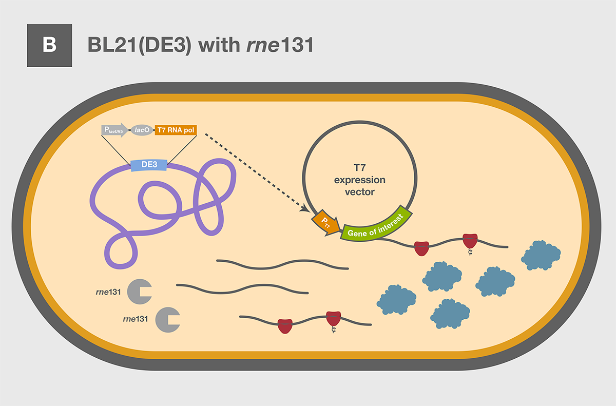 Choosing a Bacterial Strain for your Cloning Application | Thermo ...