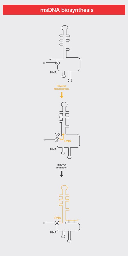 Reverse Transcription Basics | Thermo Fisher Scientific - HK