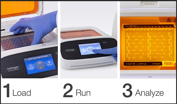 E-Gel Electrophoresis System | Thermo Fisher Scientific - HK