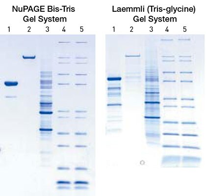 NuPAGE Bis-Tris and Bolt Bis-Tris Plus Gels | Thermo Fisher Scientific - HK