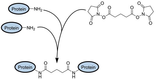 Protein Crosslinking | Thermo Fisher Scientific - HK