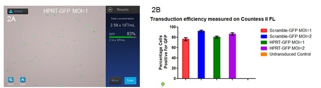 TALEN and CRISPR Validation Tools | Thermo Fisher Scientific - LV