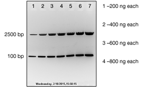 Eight Tips to Improve Gel Electrophoresis Results | Thermo Fisher ...
