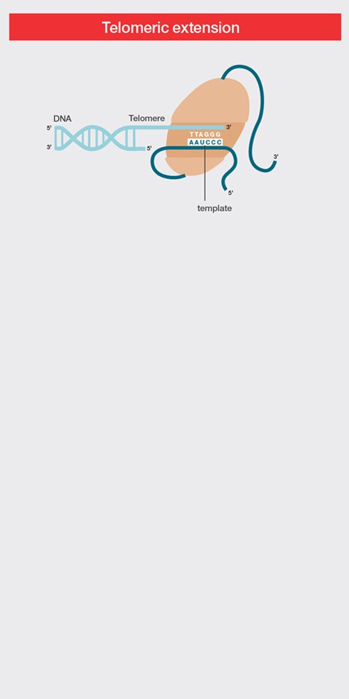 Reverse Transcription Basics | Thermo Fisher Scientific - MD