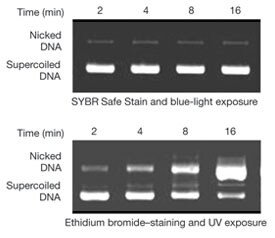 Blue Light Transilluminators | Thermo Fisher Scientific - MD