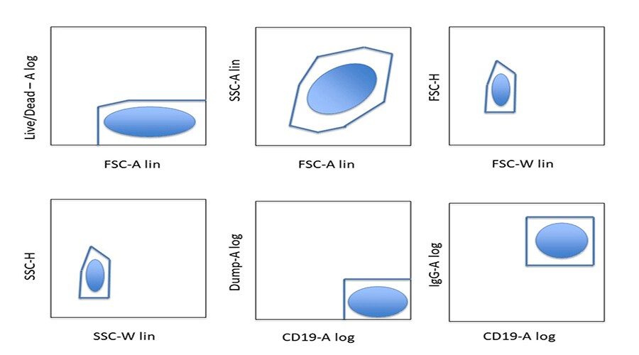 B Cells Overview | Thermo Fisher Scientific - MY