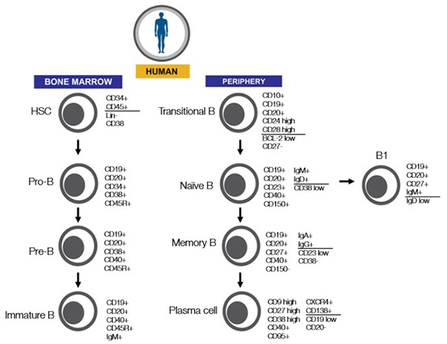 B Cells Overview | Thermo Fisher Scientific - MY