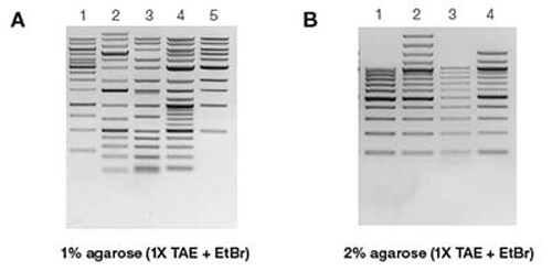 GeneRuler DNA Ladders | Thermo Fisher Scientific - PG