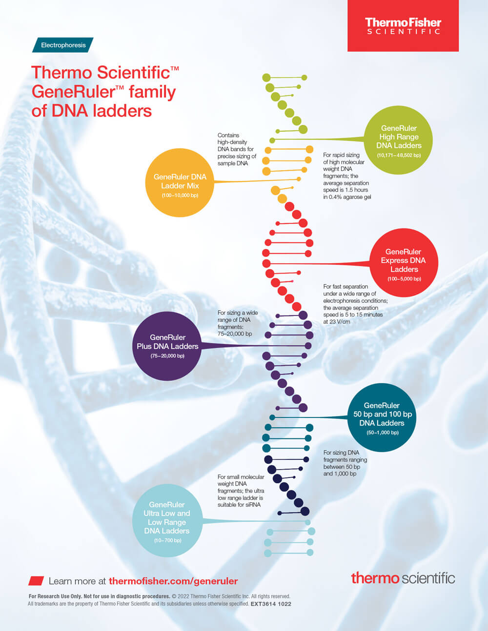 DNA Ladders | Thermo Fisher Scientific - PH