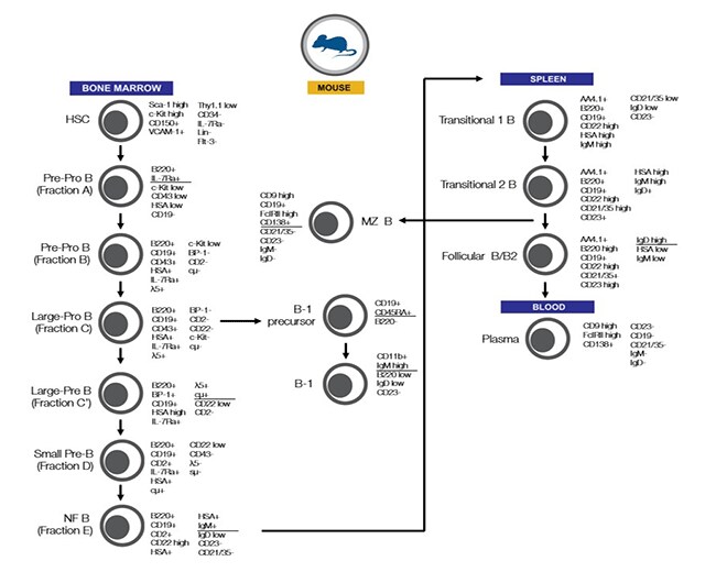 B Cells Overview | Thermo Fisher Scientific - PH