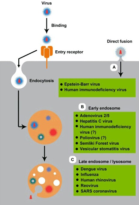 Viral Life Cycle Overview | Thermo Fisher Scientific - PH