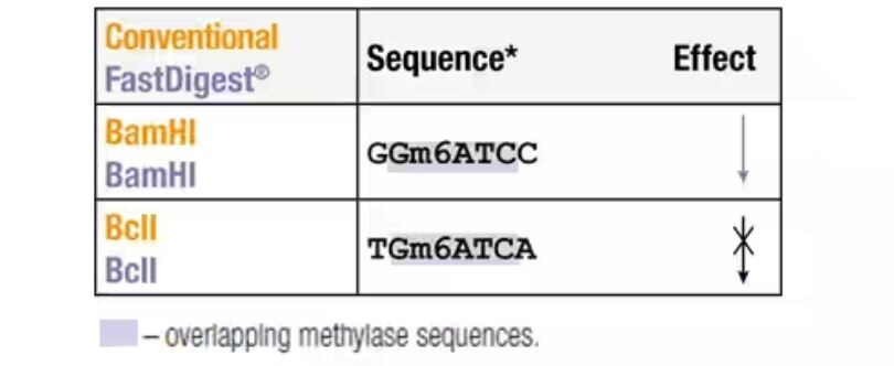 Troubleshooting Common Issues with Restriction Digestion Reactions ...