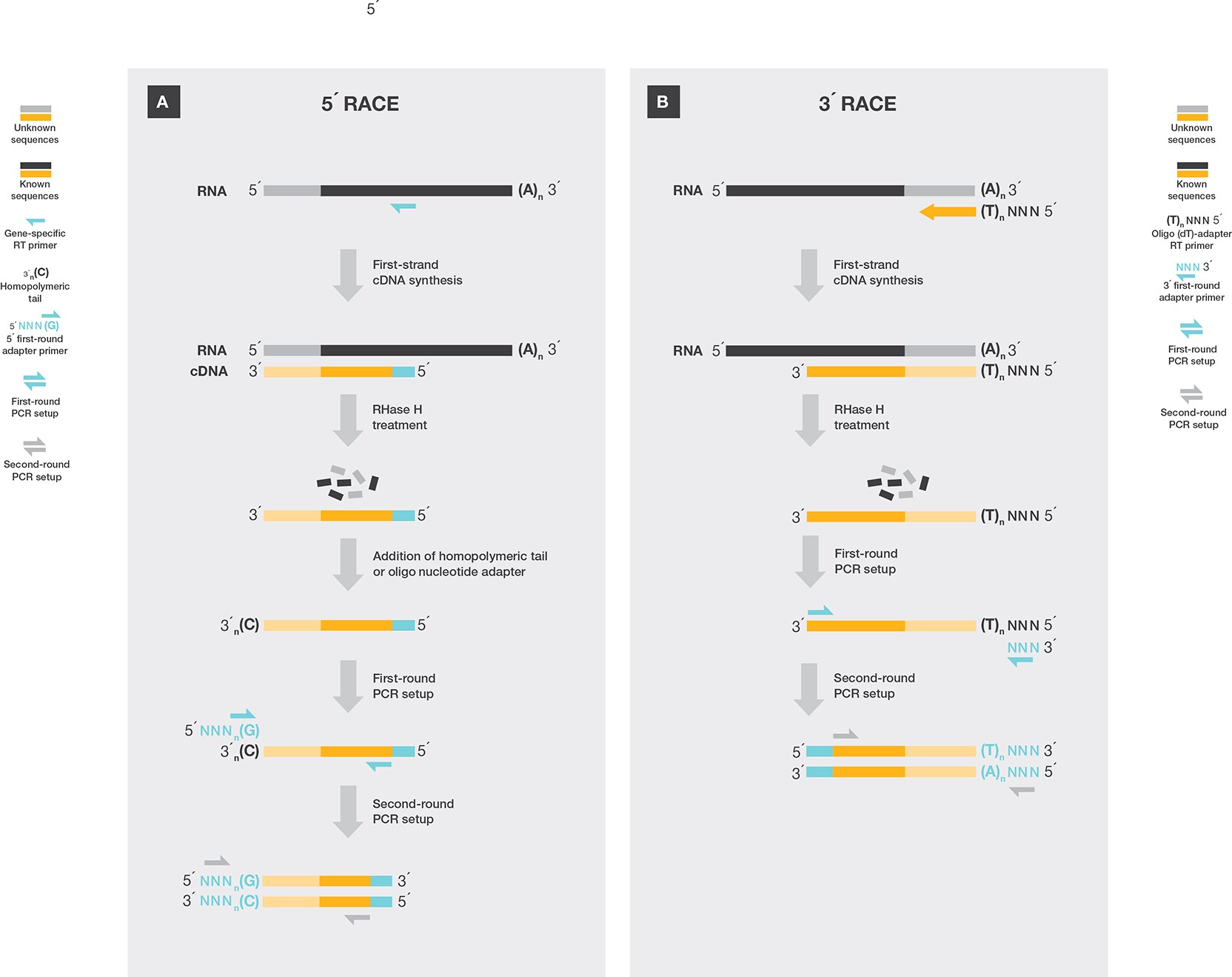 Reverse Transcription Applications | Thermo Fisher Scientific - PW