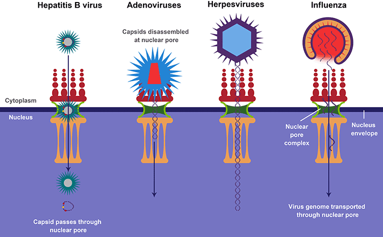 Viral Life Cycle Overview | Thermo Fisher Scientific - TW